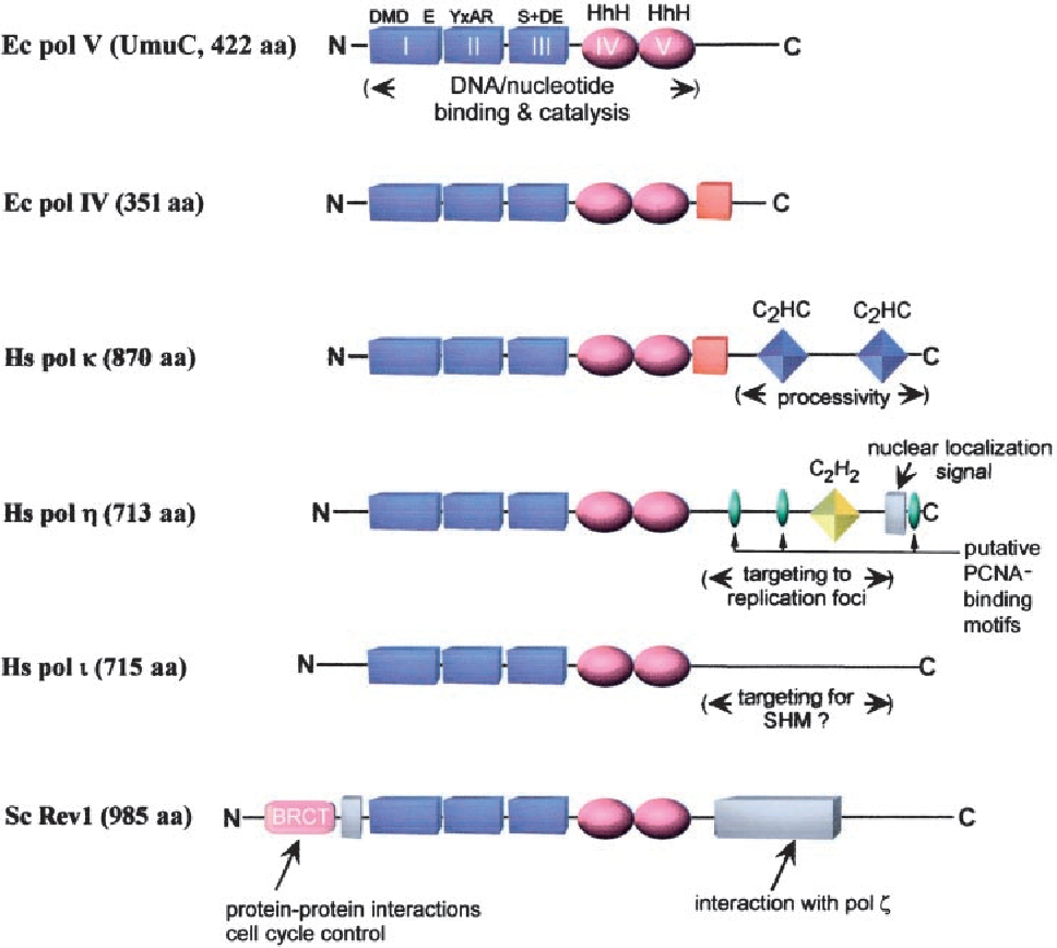 Pdf Error Prone Repair Dna Polymerases In Prokaryotes And Eukaryotes