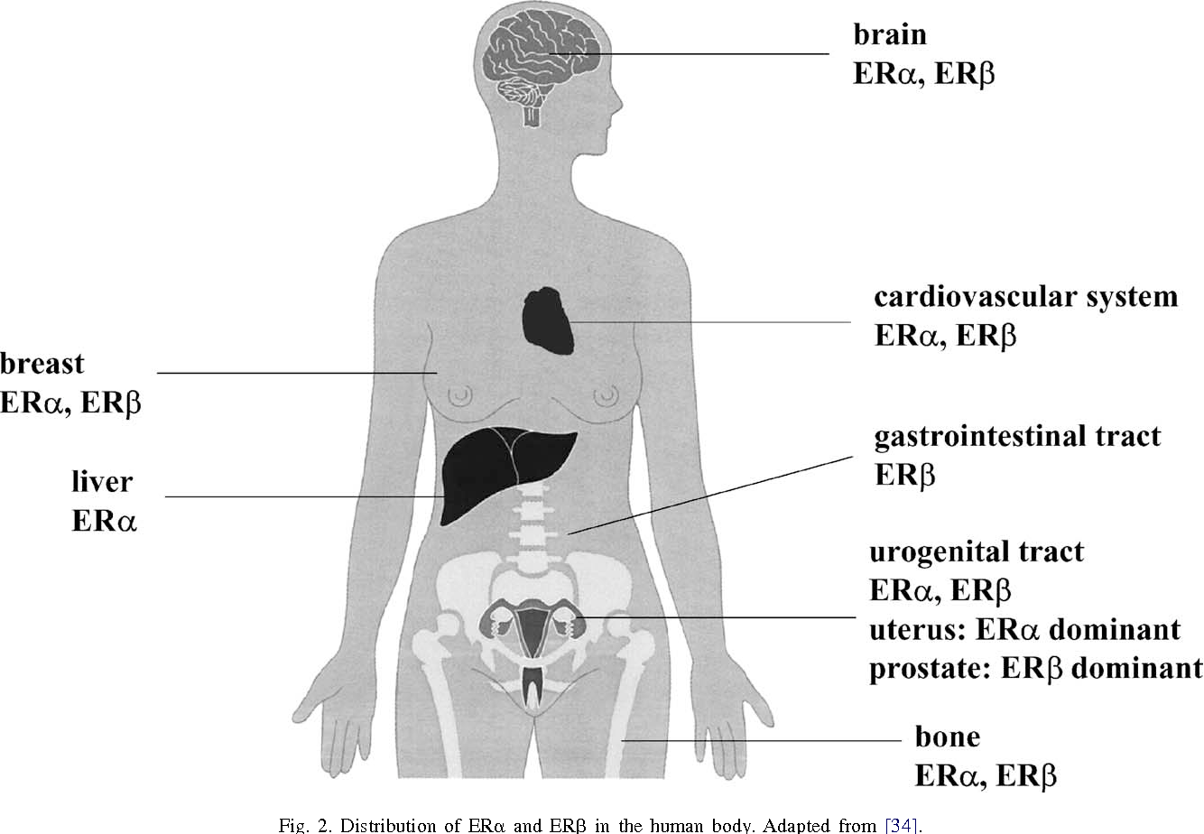 Pdf The Biological Role Of Estrogen Receptors α And β In Cancer