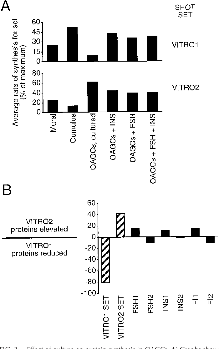 Figure 3 From Comparison Of Protein Synthesis Patterns In Mouse Cumulus