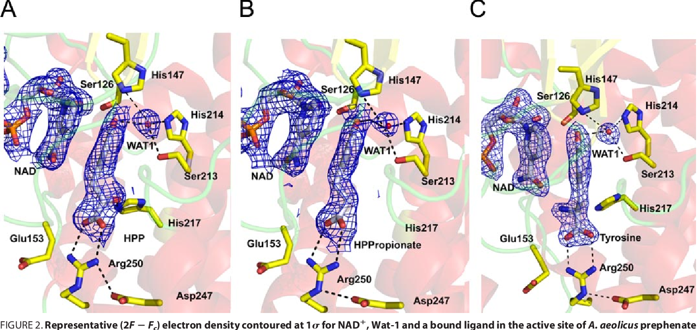 Figure 1 From The Crystal Structure Of Aquifex Aeolicus Prephenate