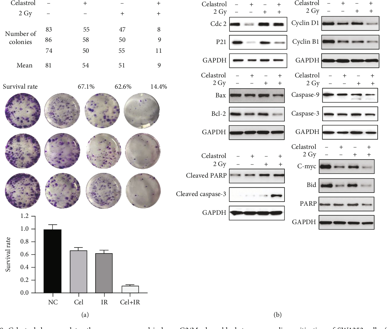 Figure 1 From Radiosensitizing Effect Of Celastrol By Inhibiting G2m