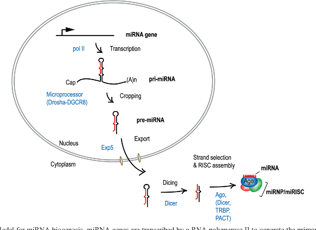 Pdf Drosha In Primary Microrna Processing Semantic Scholar