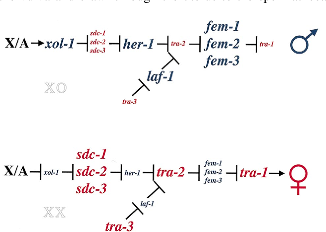 Figure 2 From Sex And The Single Worm Sex Determination In The