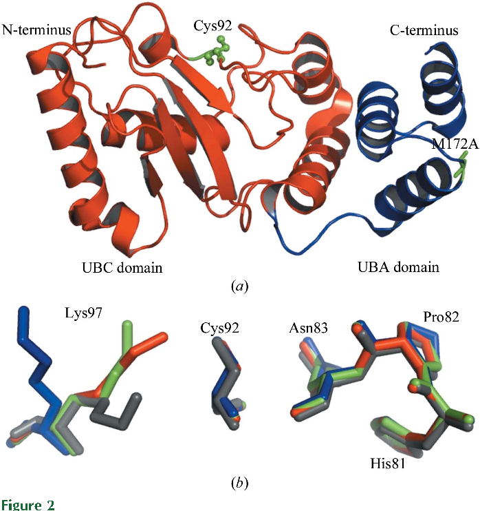 Table 1 From Structure Of Full Length Ubiquitin Conjugating Enzyme E2