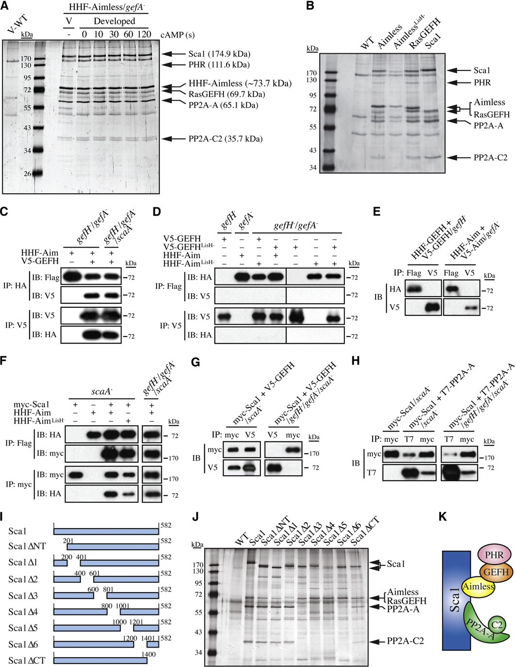 Figure 1 From A Ras Signaling Complex Controls The Rasc Torc2 Pathway