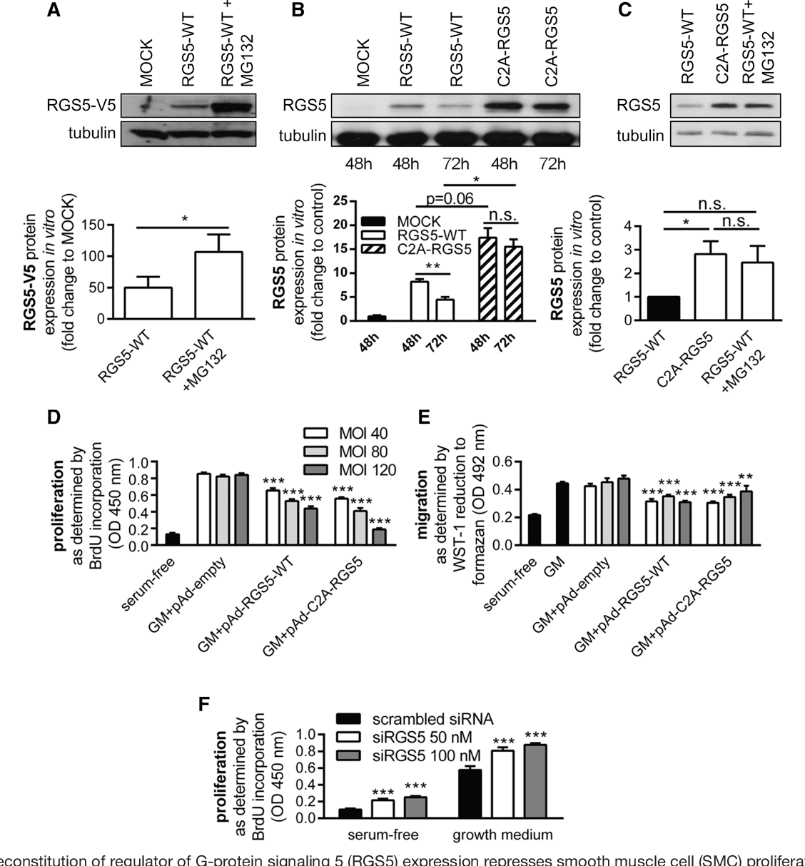 Figure 2 From Regulator Of G Protein Signaling 5 Prevents Smooth Muscle