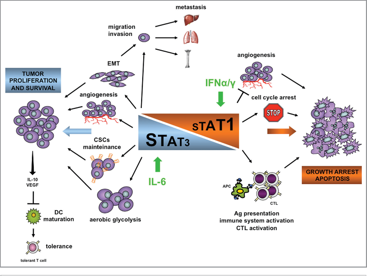 Figure 1 From Stat1 And Stat3 In Tumorigenesis Semantic Scholar