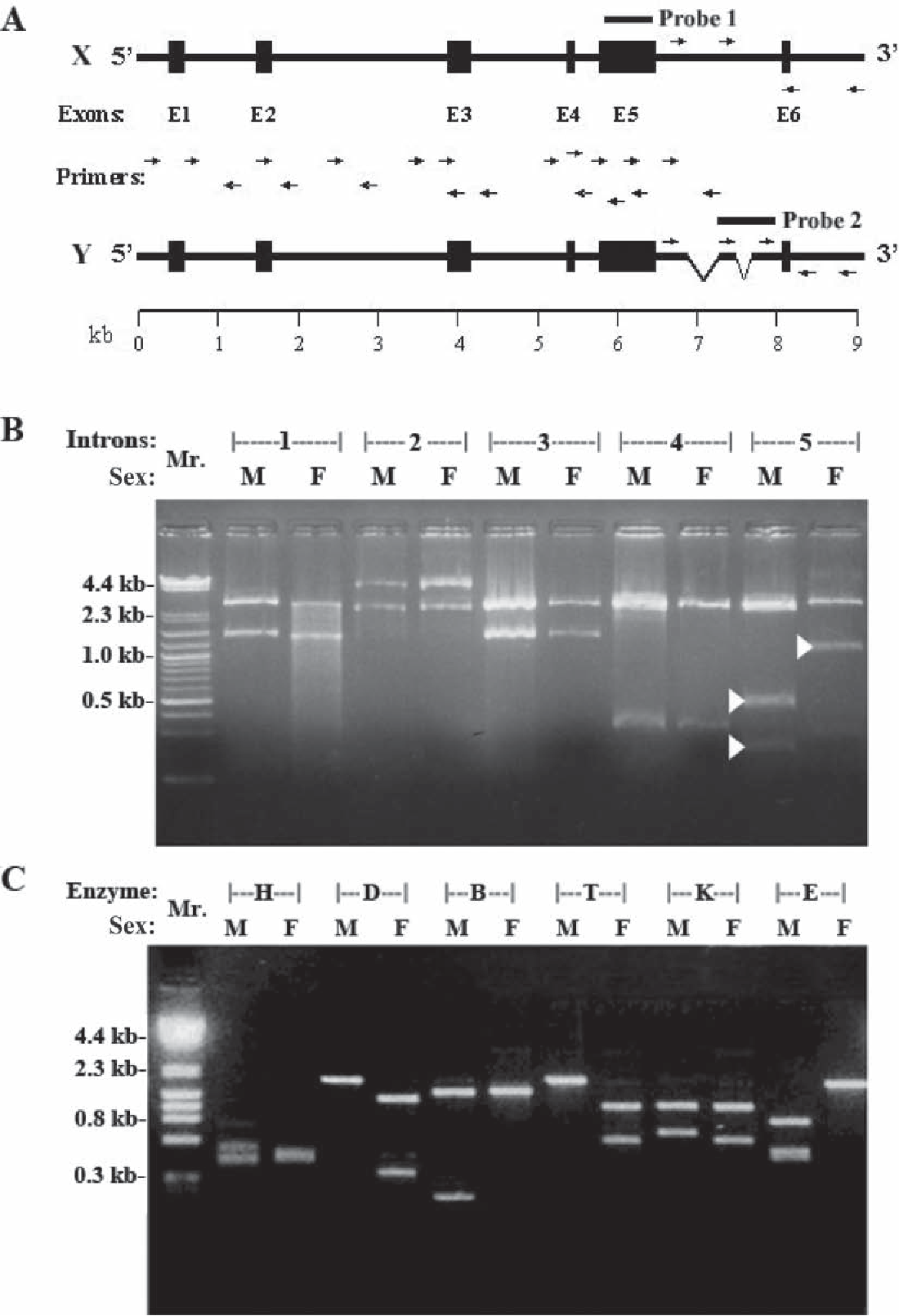 Figure 1 From Identification Of Sex Specific Polymorphic Sequences In