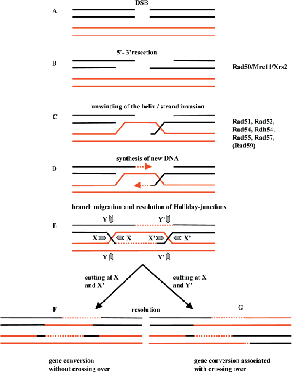 Figure 1 From Dna Double Strand Break Repair By Homologous