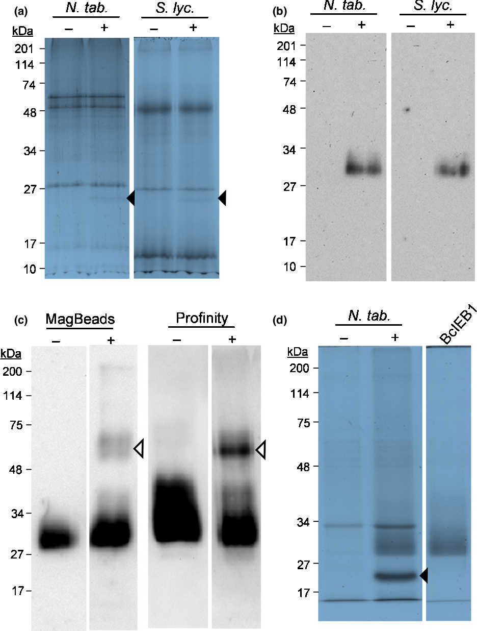 Figure 1 From The Botrytis Cinerea Elicitor Protein Bcieb1 Interacts