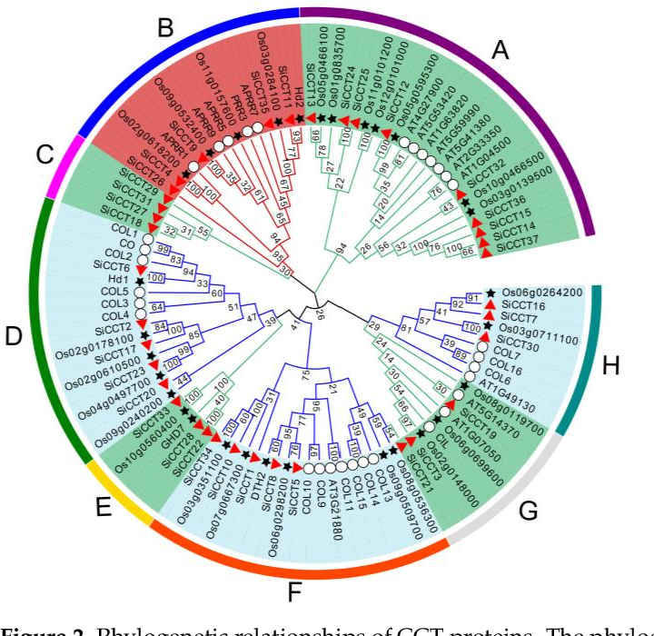 Figure 1 From Genome Wide Identiﬁcation And Characterization Of The Cct