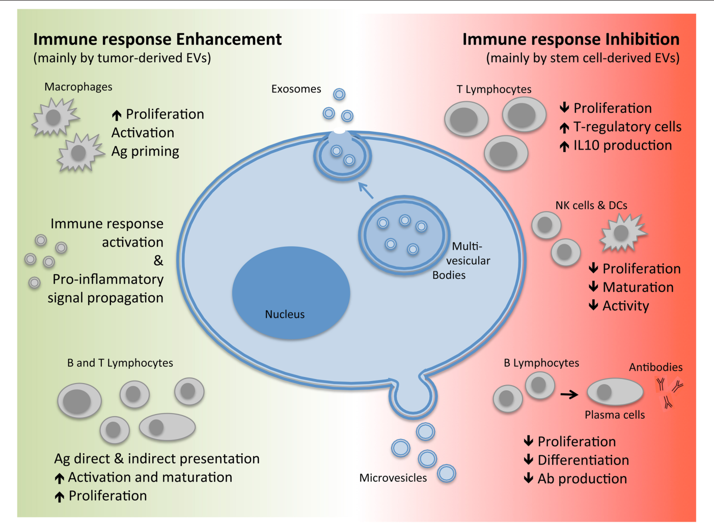 Figure 1 From Stem Cell Derived Extracellular Vesicles And Immune