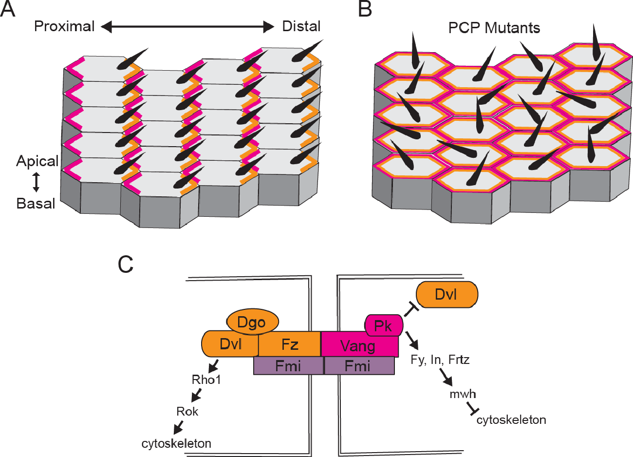 Pdf Shroom3 And Planar Cell Polarity Couple Apical Constriction And