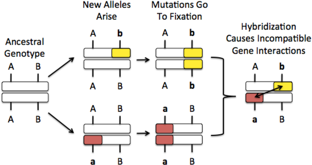 Figure 1 From The Genetics Of Hybrid Lethality Between Two Species Of