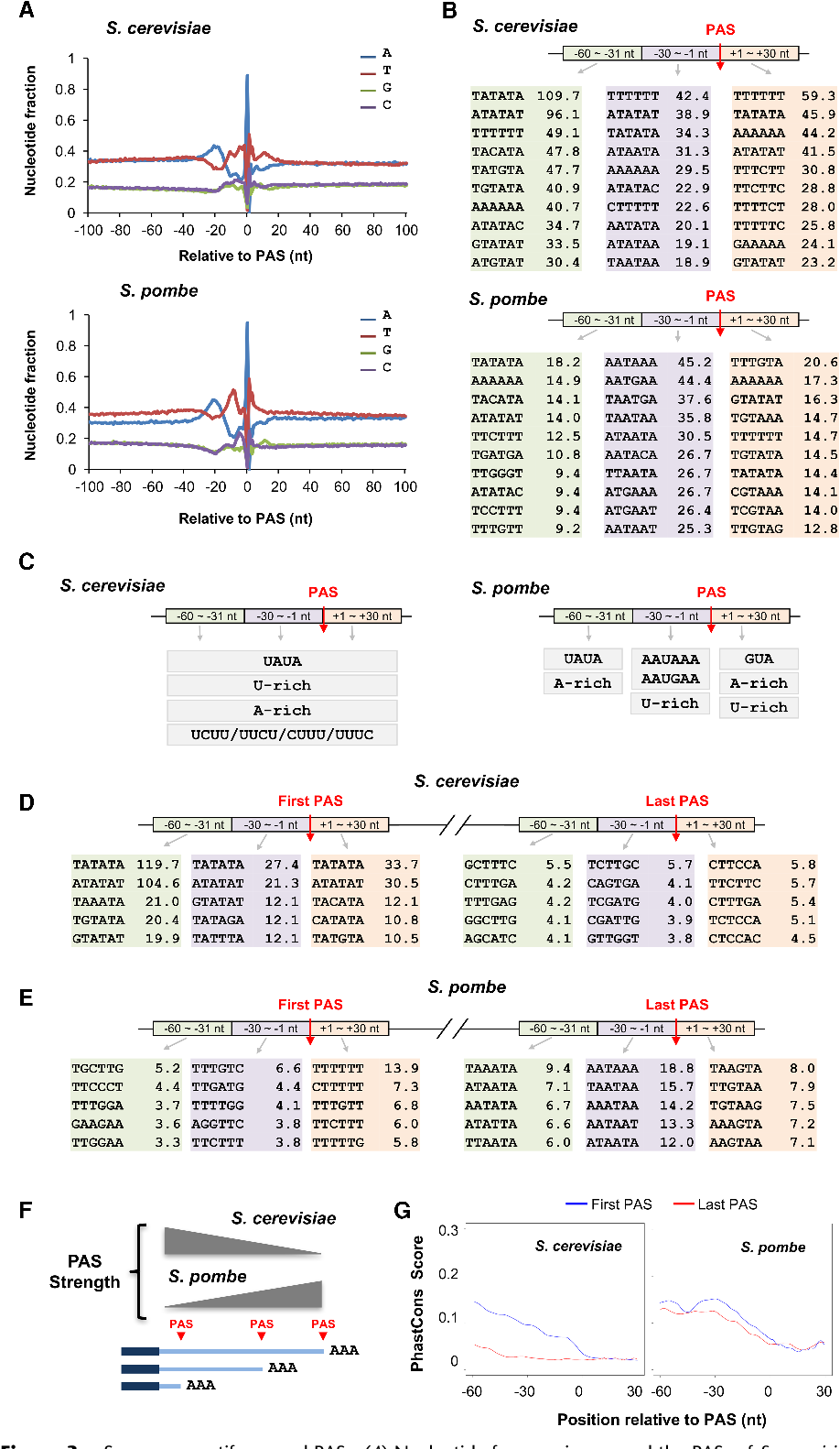 Figure 1 From Comparative Analysis Of Alternative Polyadenylation In S