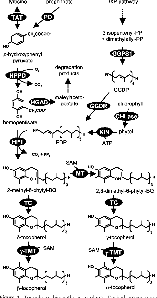 Figure 2 From The Role Of Homogentisate Phytyltransferase And Other