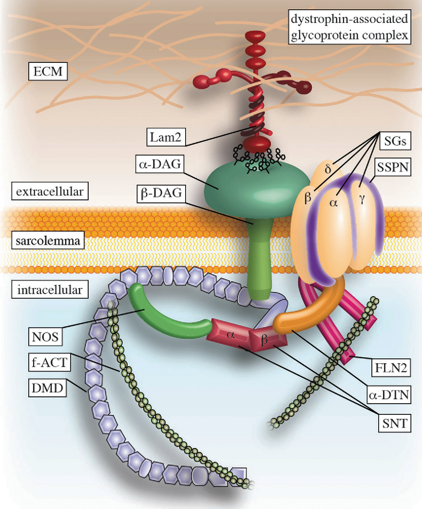 Table 1 From The Sarcoglycan Complex In Skeletal Muscle Semantic Scholar