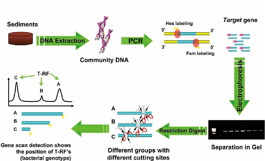 Figure 2 From Monitoring Bacterial Biodiversity In Surface Sediment