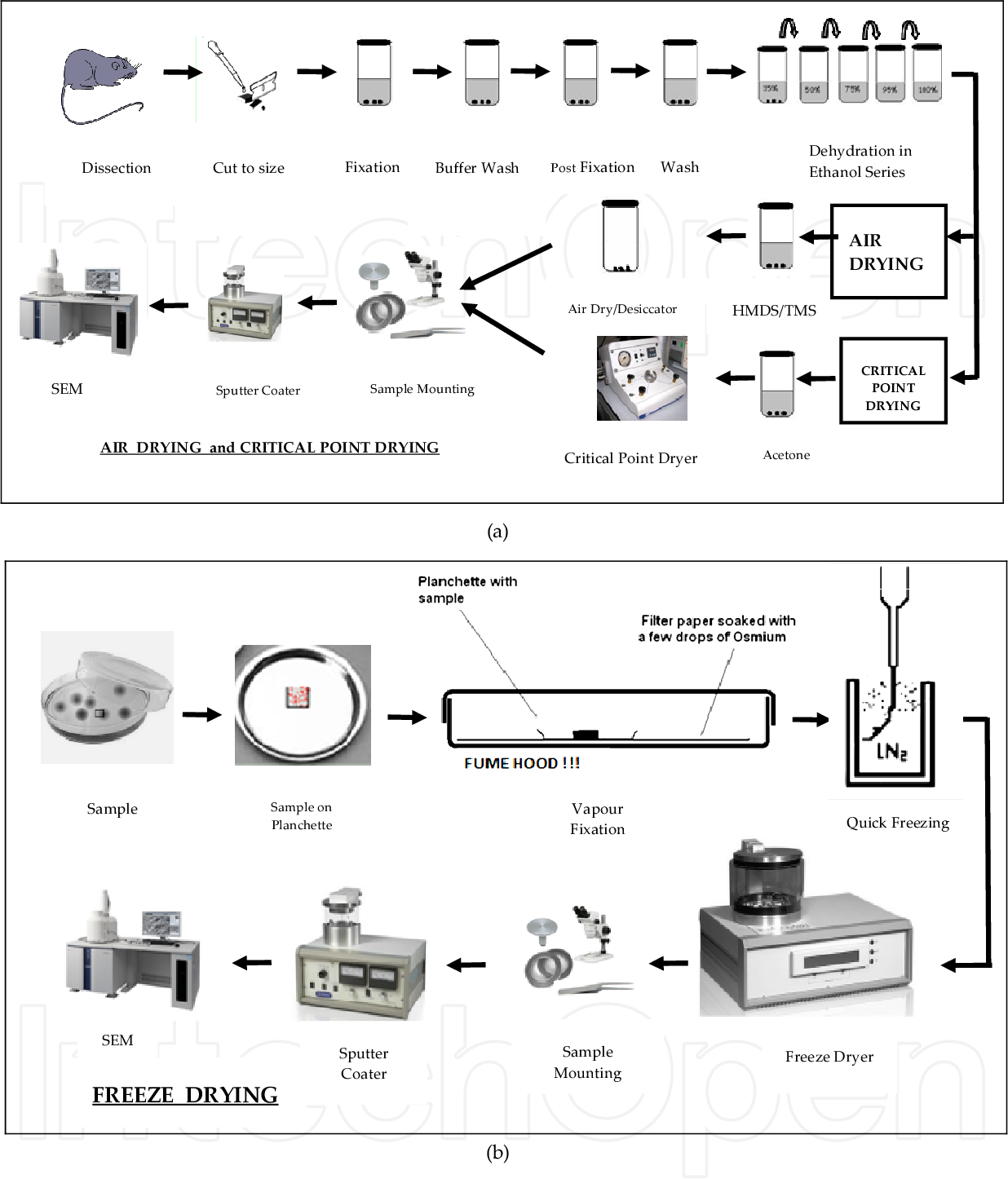 Figure 1 From Sample Preparations For Scanning Electron Microscopy