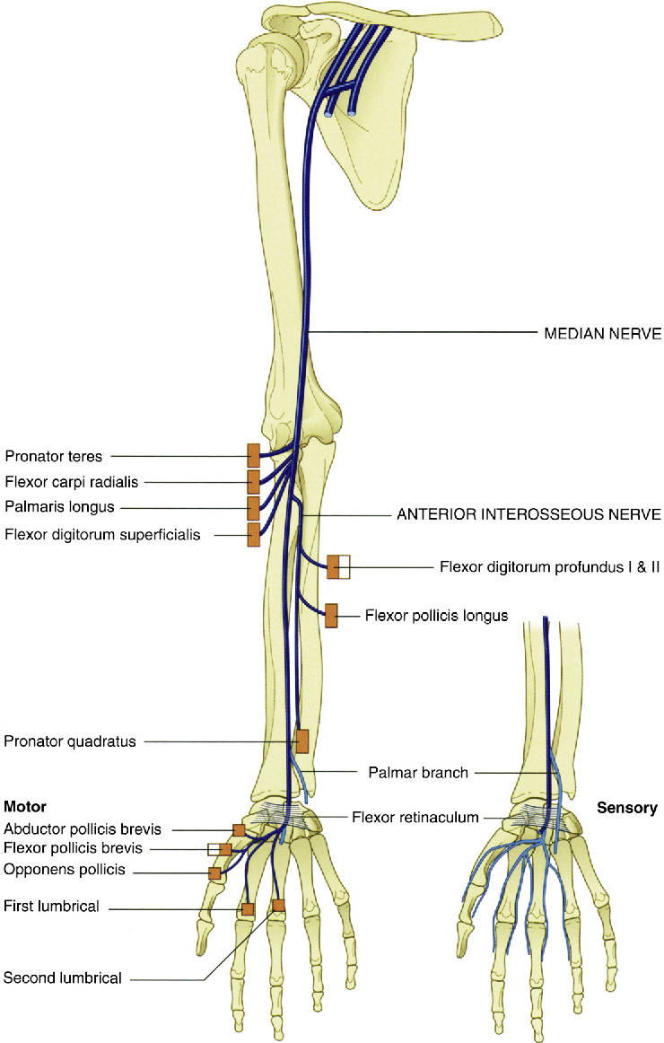 Table 2 From Evaluation And Treatment Of Upper Extremity Nerve