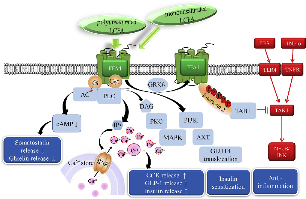 Ffa4 Gpr120 As A Fatty Acid Sensor Involved In Appetite Control