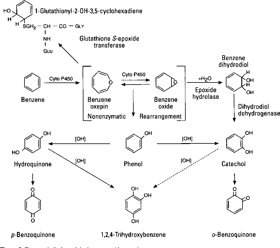 Figure 3 From An Overview Of Benzene Metabolism Semantic Scholar