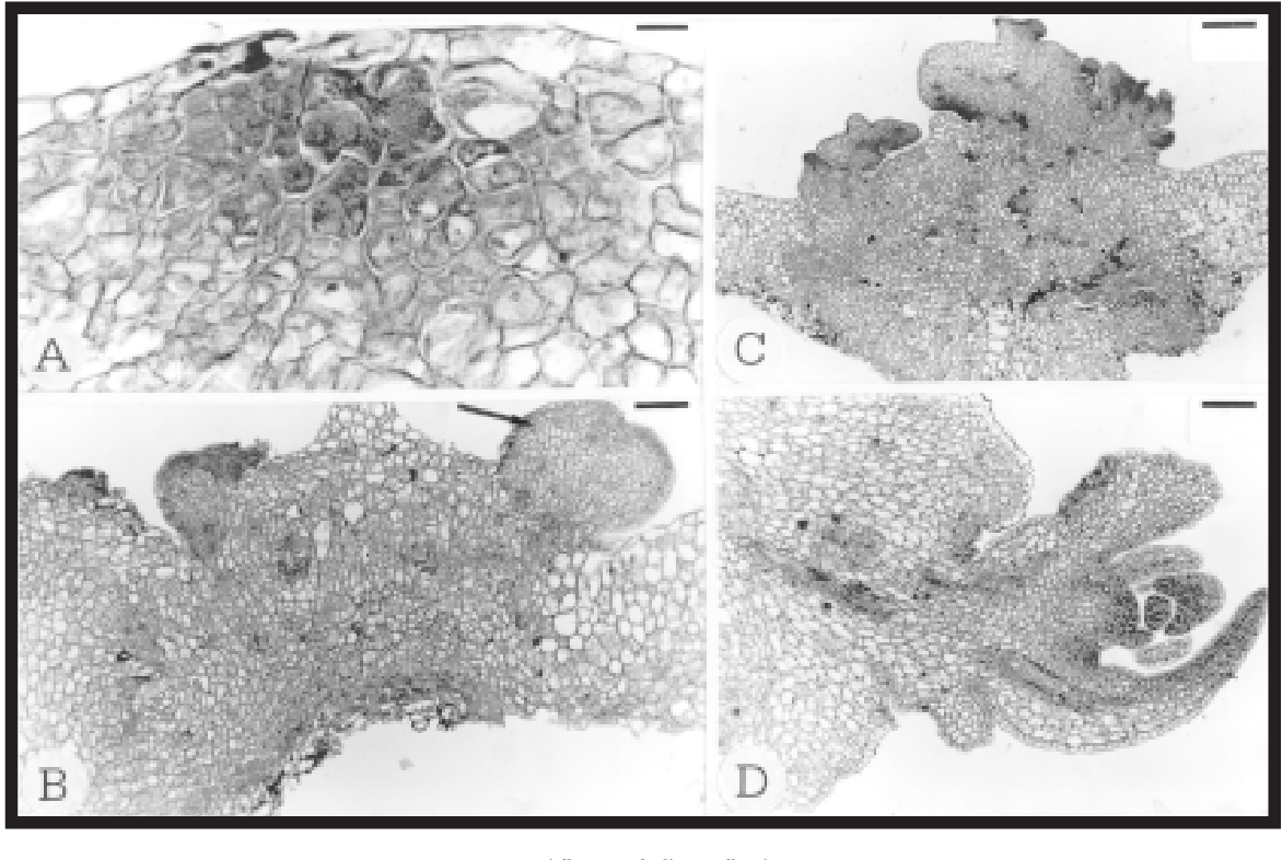 Figure 1 From Anatomical Studies Of In Vitro Organogenesis Induced In