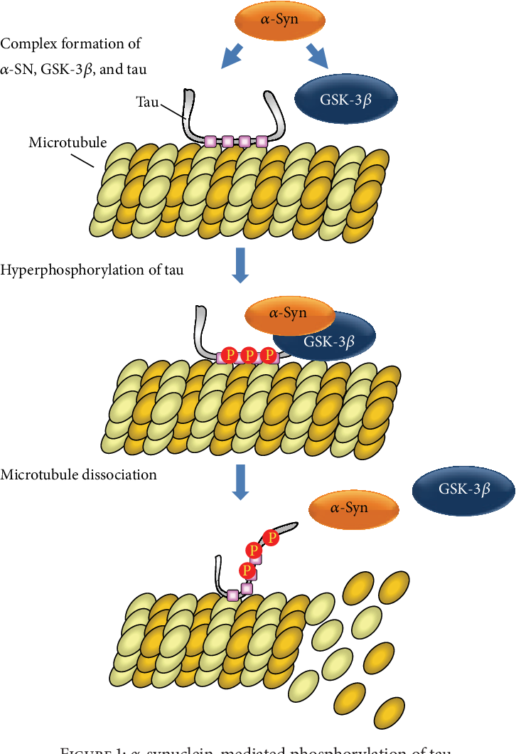 Figure 1 From The Role Of α Synuclein And Lrrk2 In Tau Phosphorylation