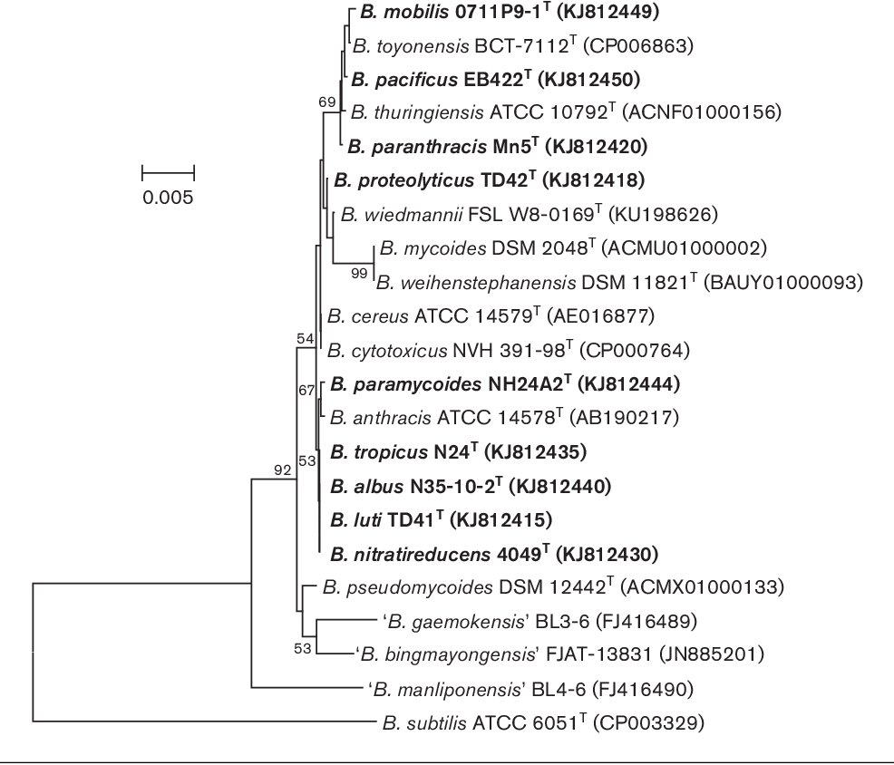 Figure 1 From Proposal Of Nine Novel Species Of The Bacillus Cereus