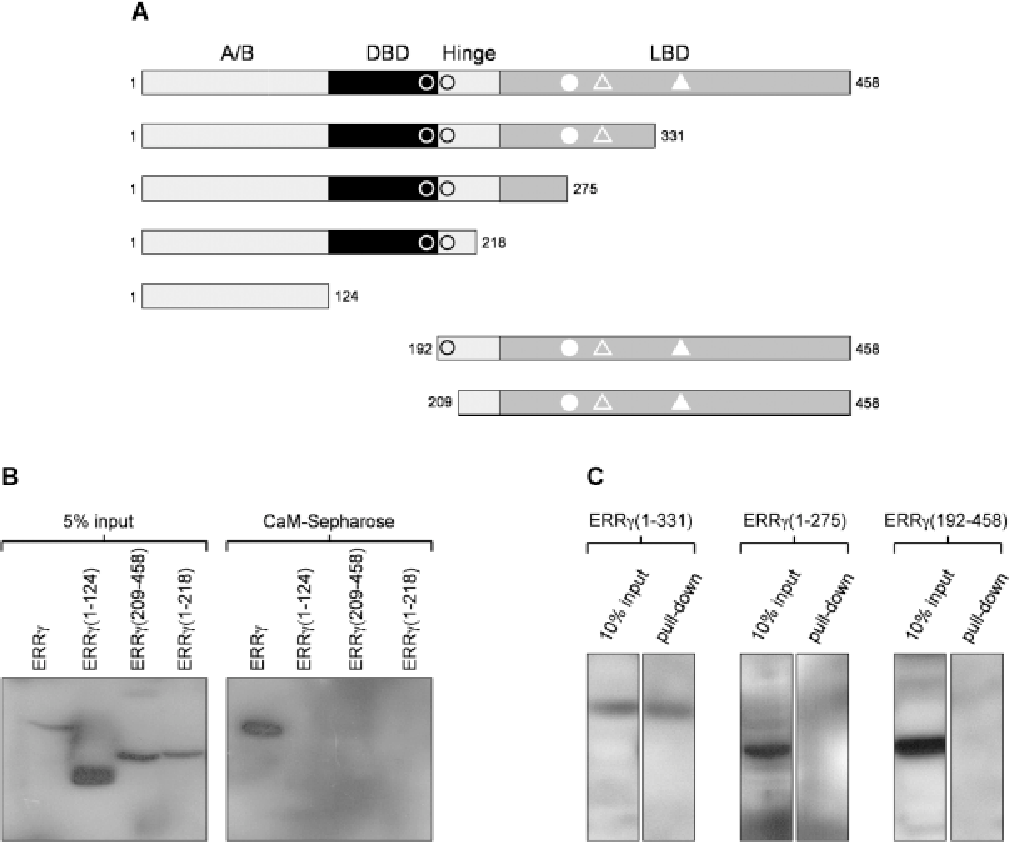 Figure 1 From Characterization Of Calmodulin Binding To The Orphan