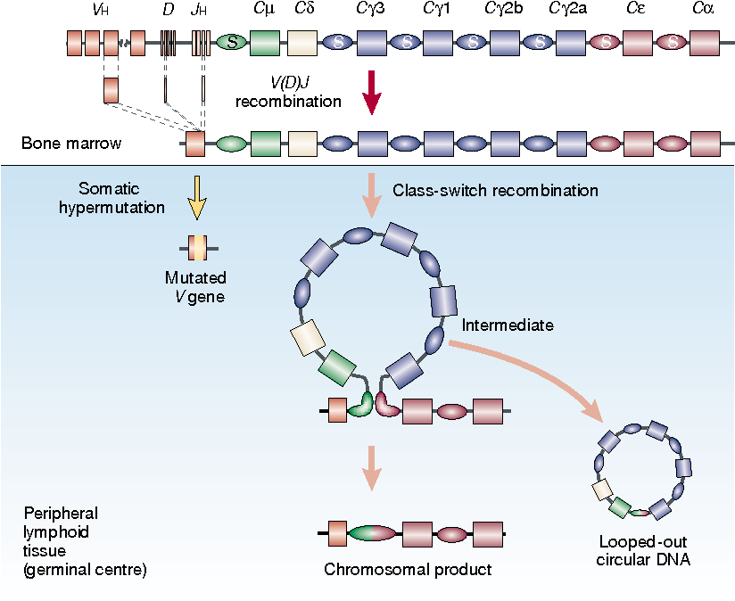 Linking Class Switch Recombination With Somatic Hypermutation