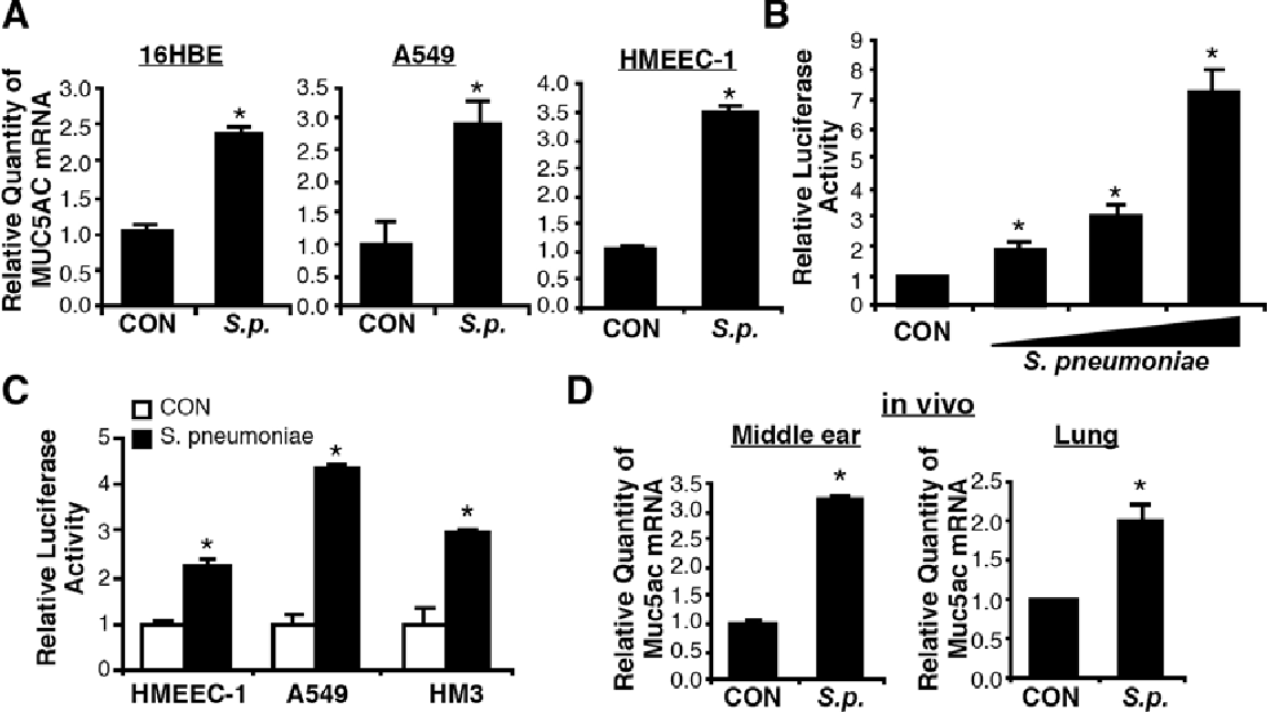 Figure 1 From Differential Regulation Of Streptococcus Pneumoniae