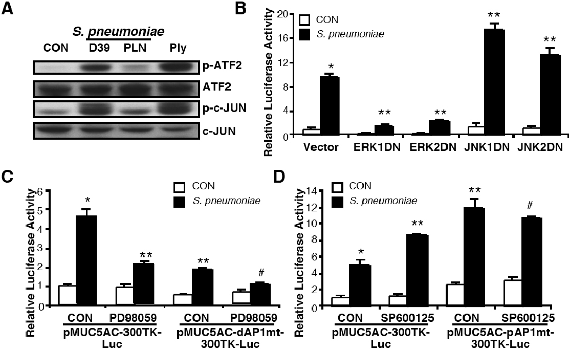 Figure 1 From Differential Regulation Of Streptococcus Pneumoniae