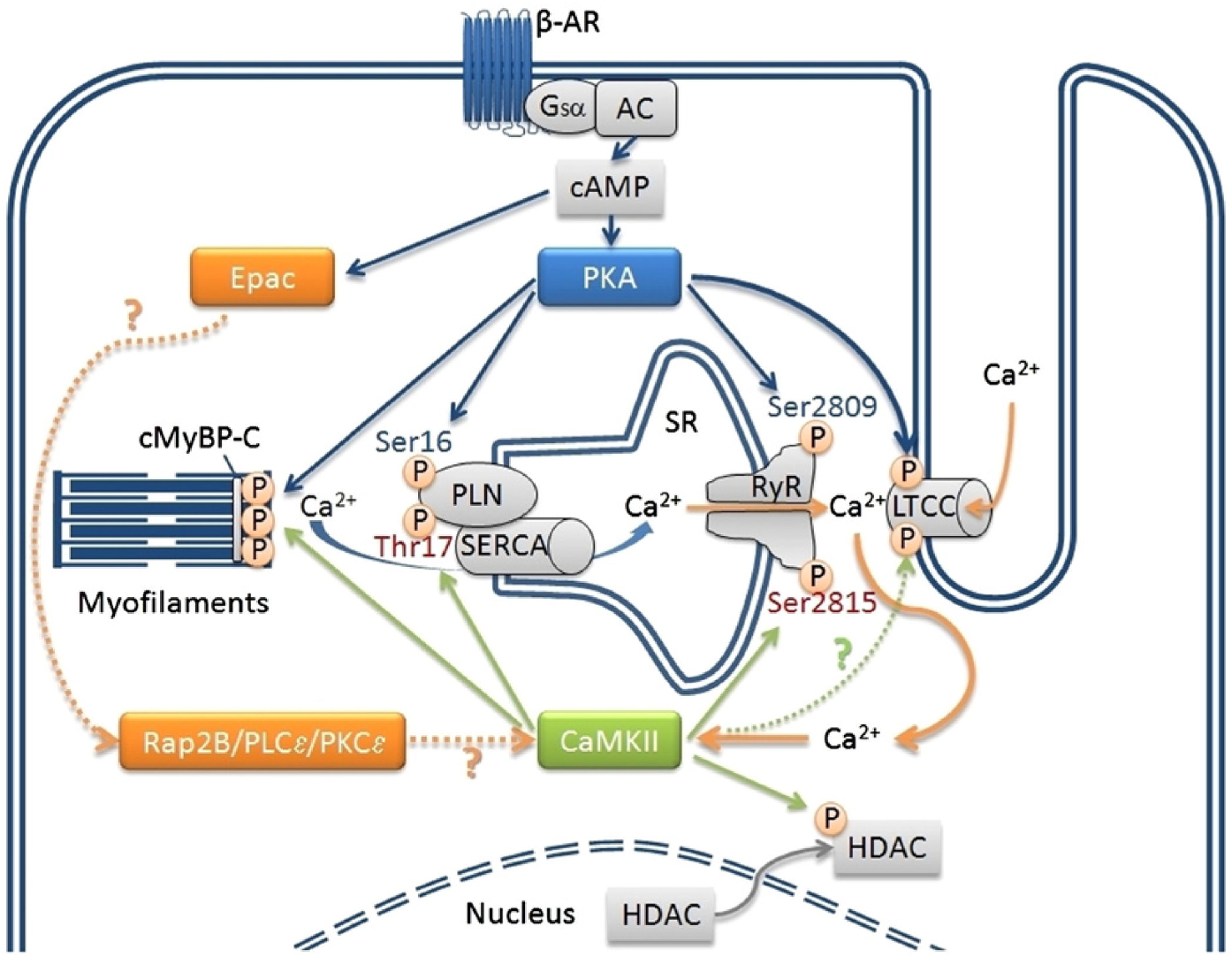 Figure 1 From Beta Adrenergic Receptor Signaling In The Heart Role Of