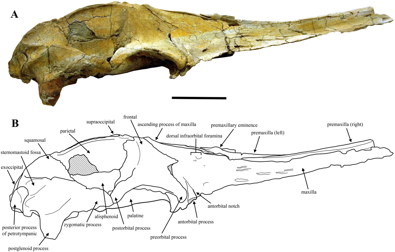 Pdf Herpetocetus Morrowi Cetacea Mysticeti A New Species Of