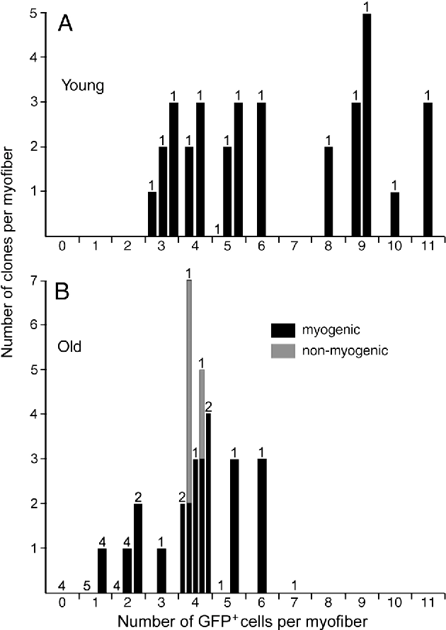 Figure 2 From The Depletion Of Skeletal Muscle Satellite Cells With Age