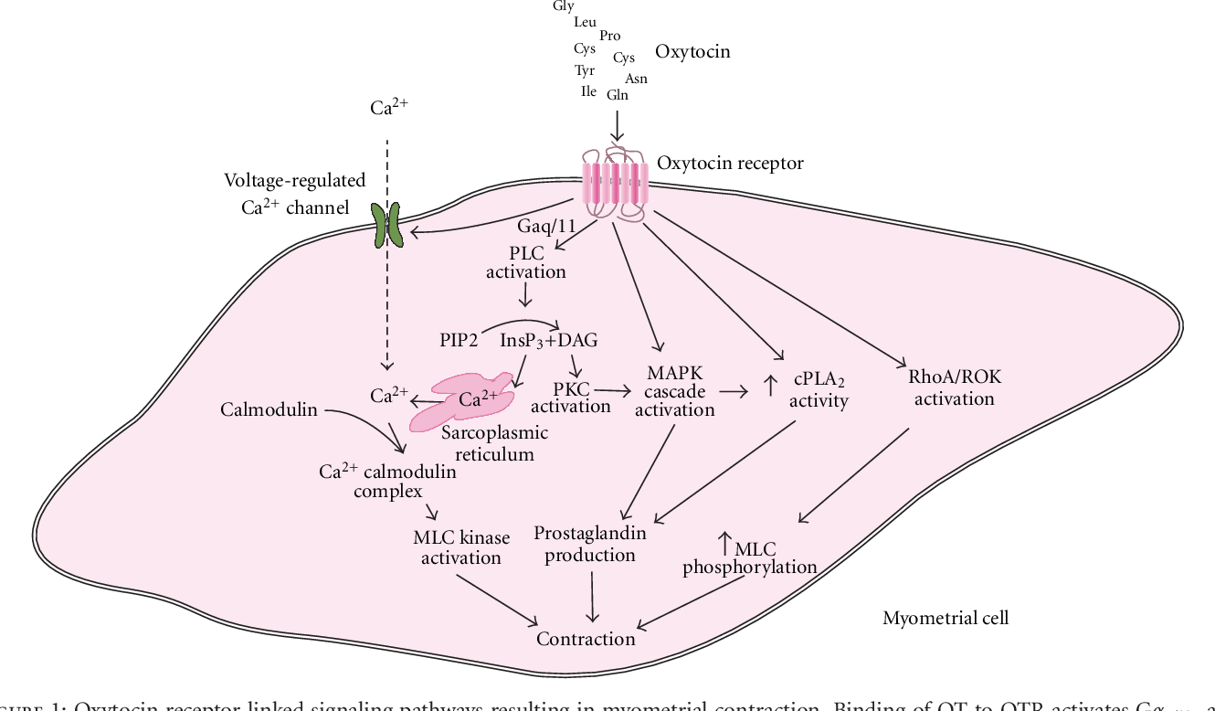 Pdf The Oxytocin Oxytocin Receptor System And Its Antagonists As