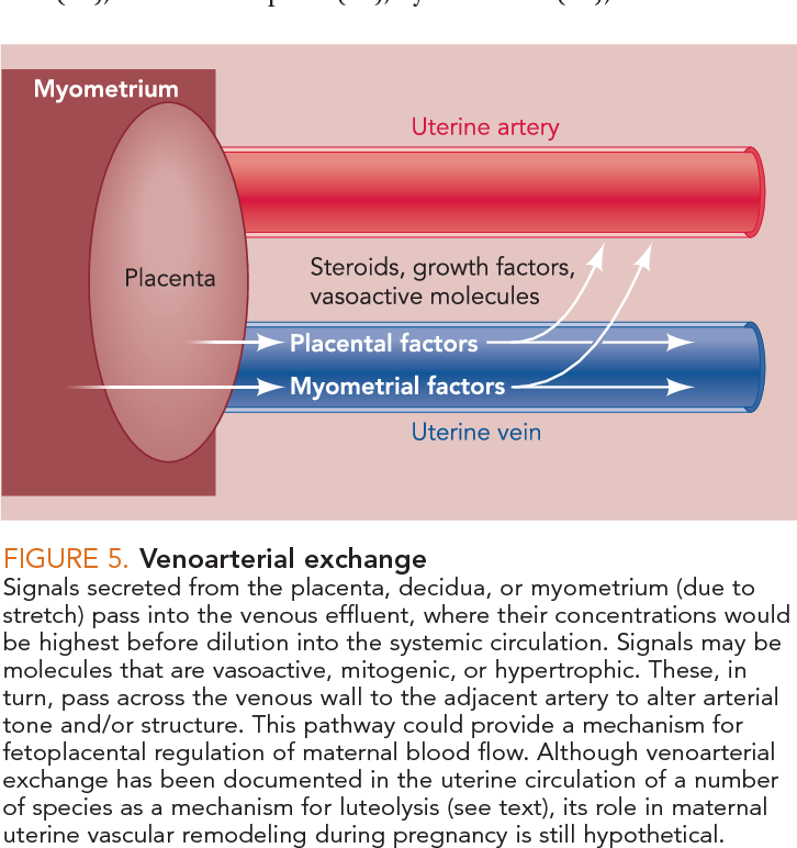 Figure 6 From Uterine Hemodynamics During Pregnancy Blood Flow