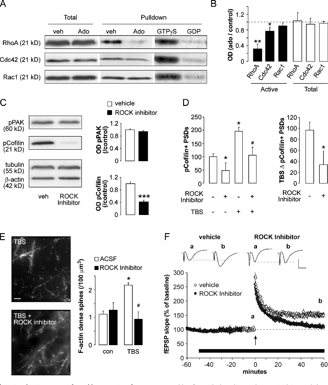 Figure 1 From Different Rho Gtpasedependent Signaling Pathways