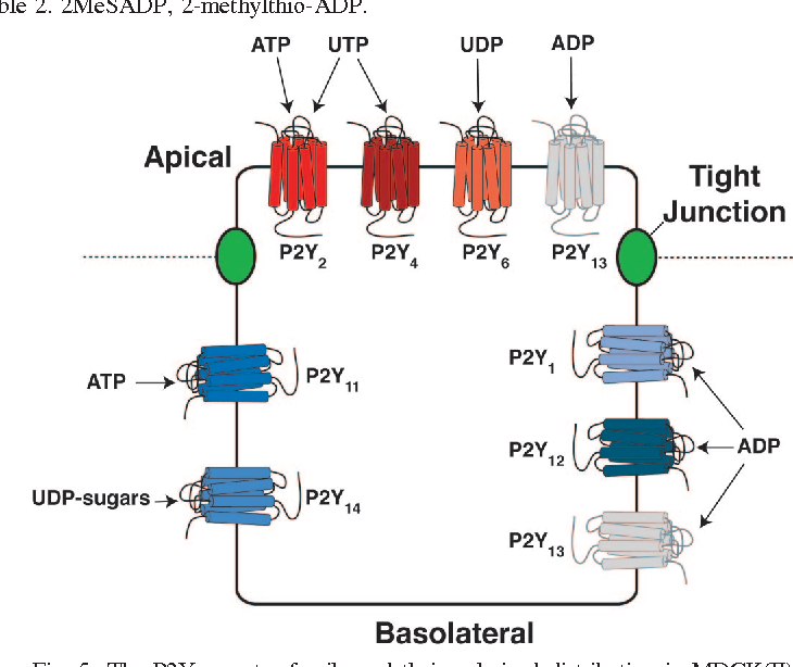 Figure 5 From Polarized Expression Of Human P2y Receptors In Epithelial