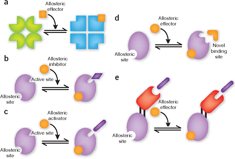 Allosteric Regulation Definition