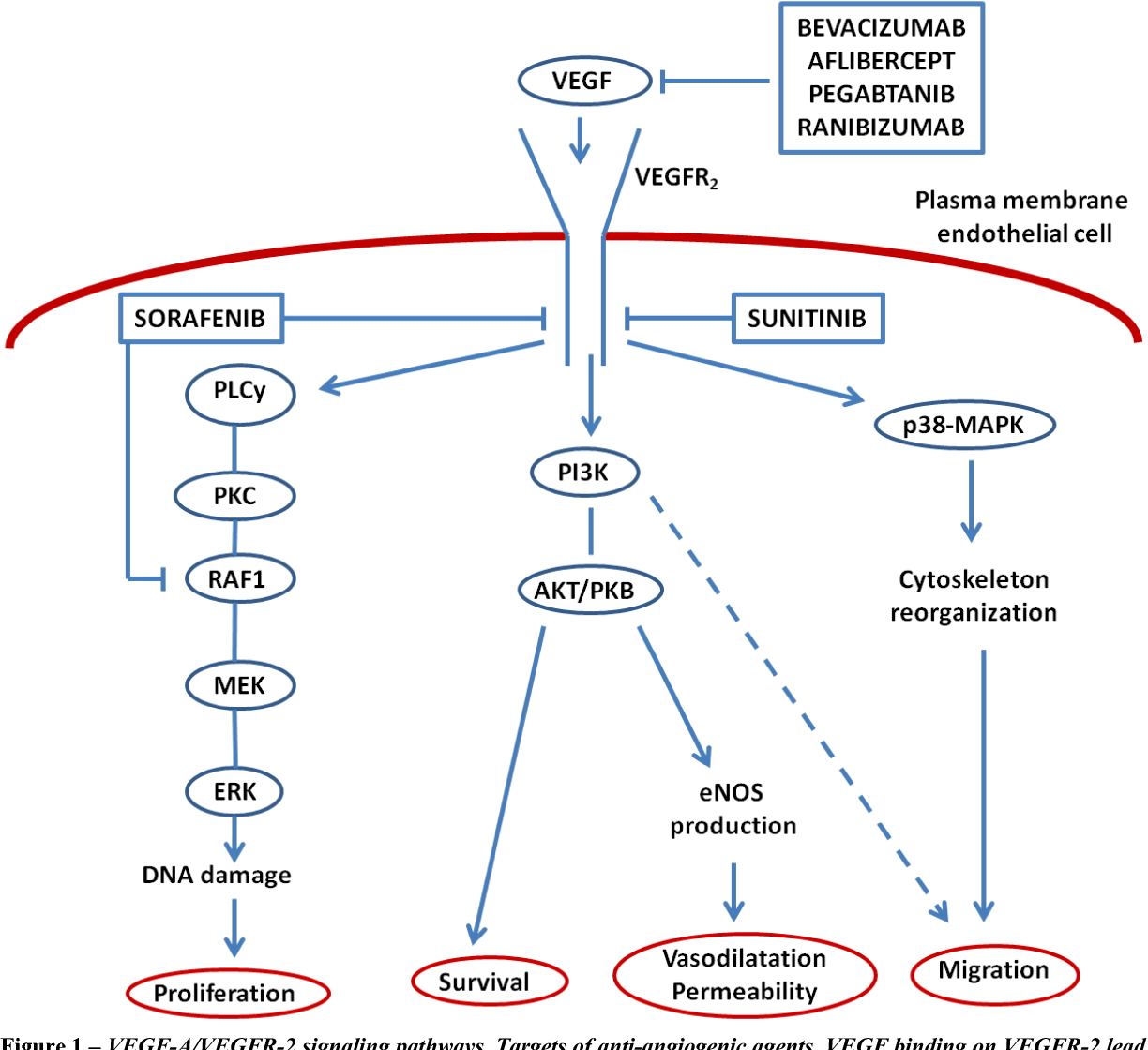 Figure 1 From Vascular Endothelial Growth Factor Vegf Key Factor In