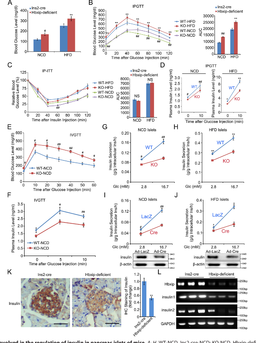 Figure 1 From Hepatitis B X Interacting Protein Promotes The Formation