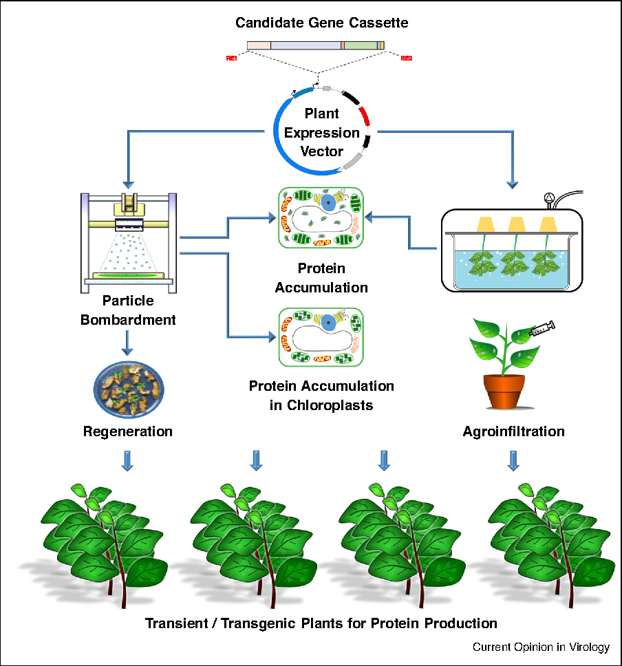 Figure 1 From Using Transgenic Plants And Modified Plant Viruses For