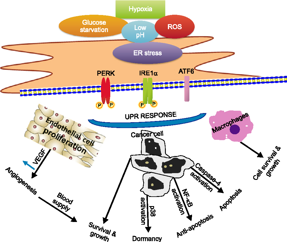 Figure 2 From Endoplasmic Reticulum Stress And Cancer Semantic Scholar