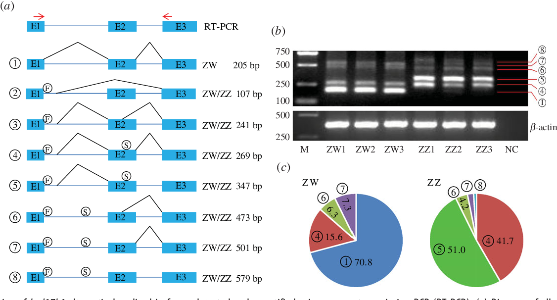 A Single Intronic Single Nucleotide Polymorphism In Splicing Site Of