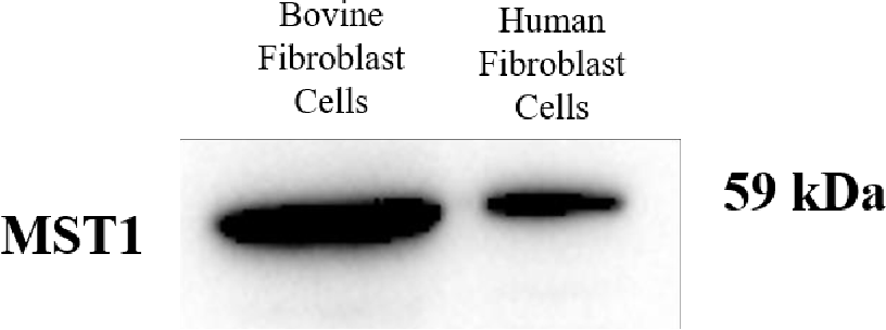 Figure 1 From Role Of Hippo Signaling Pathway During Bovine Oocyte