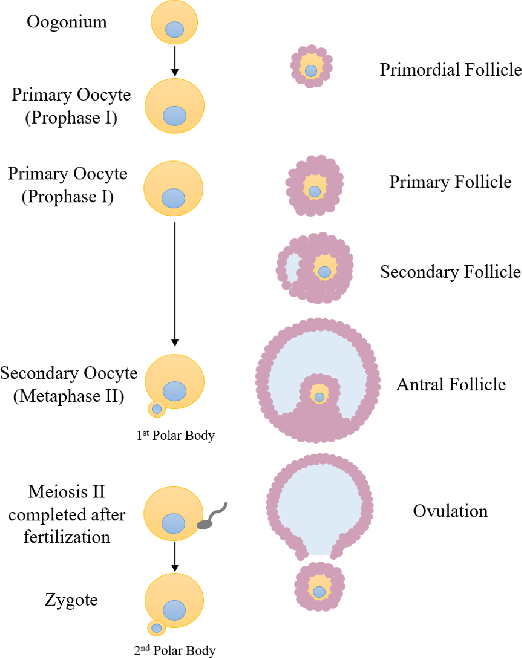 Role Of Hippo Signaling Pathway During Bovine Oocyte Maturation In