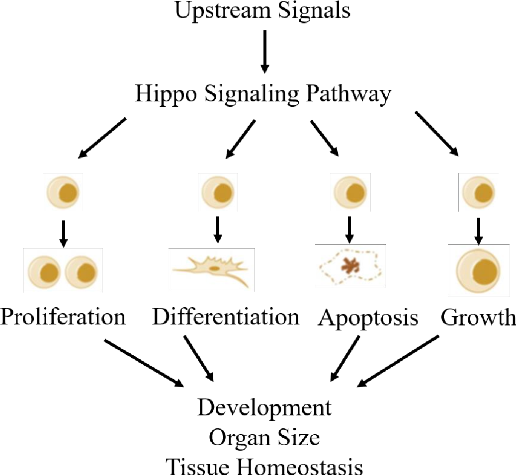 Figure 1 From Role Of Hippo Signaling Pathway During Bovine Oocyte