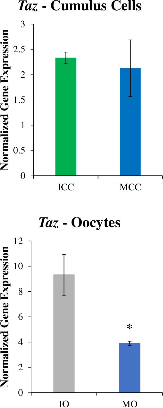 Figure 1 From Role Of Hippo Signaling Pathway During Bovine Oocyte